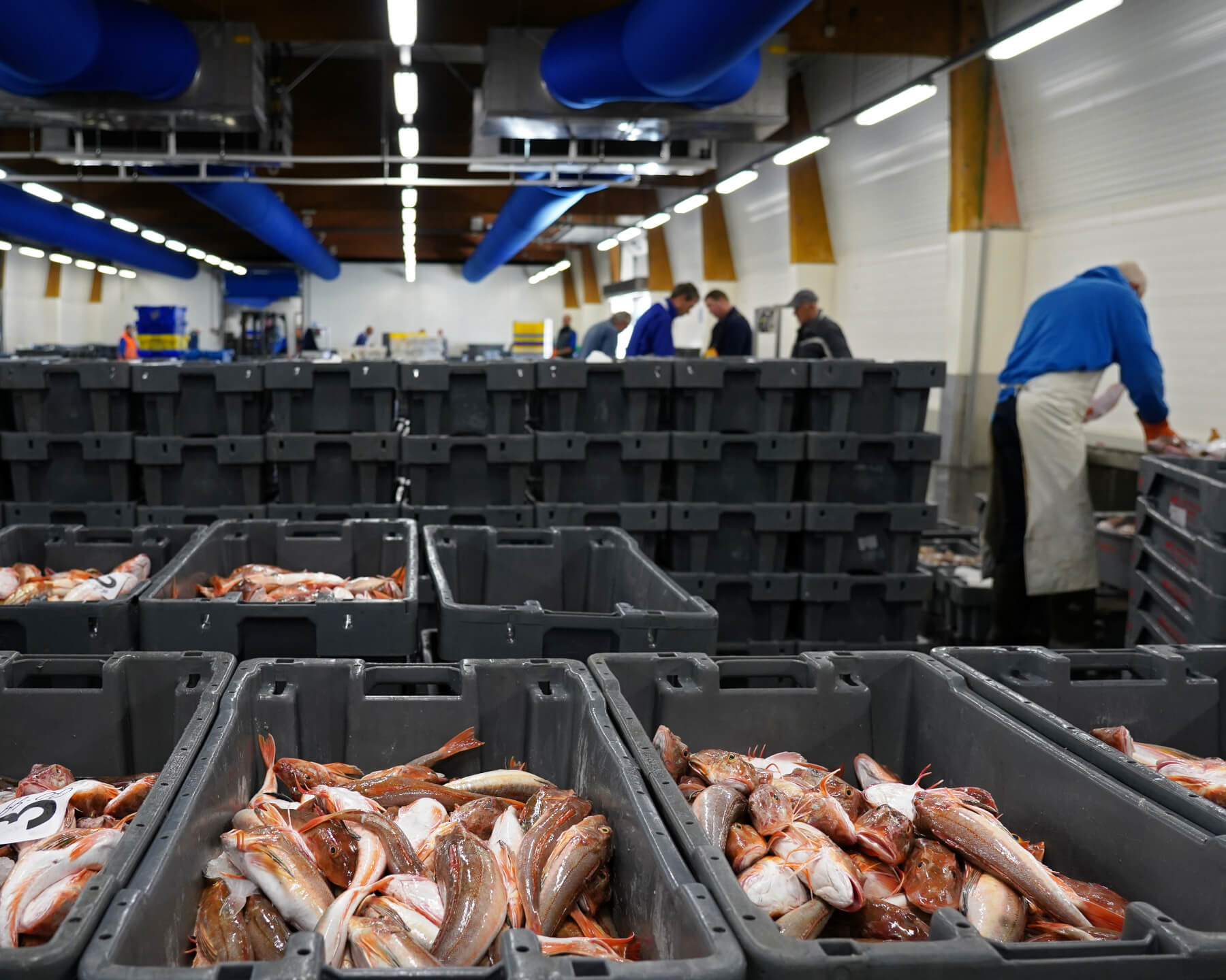 United Fish Auctions