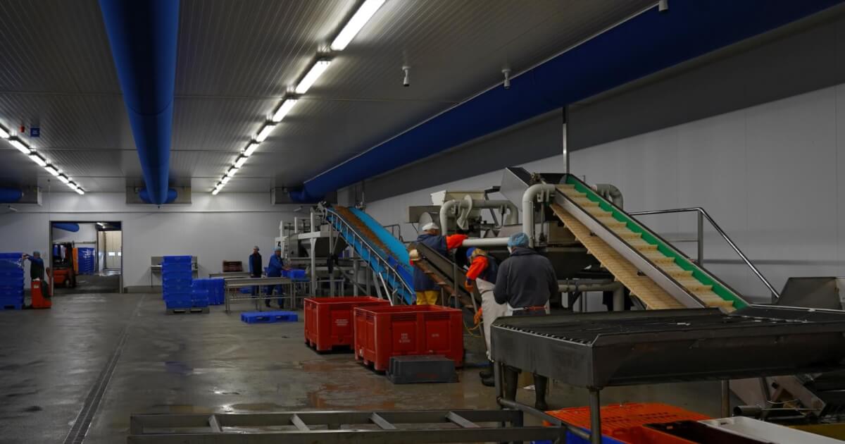 United Fish Auctions