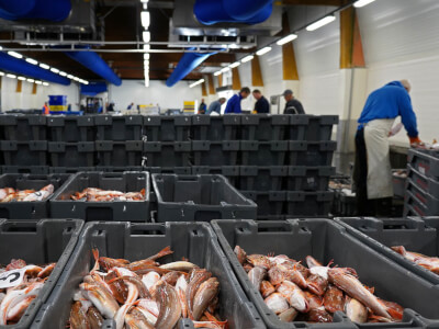 United Fish Auctions